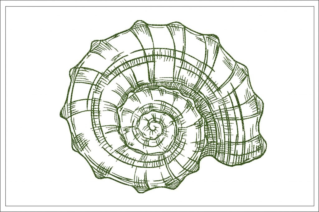 Shell Sketch Embroidery Design