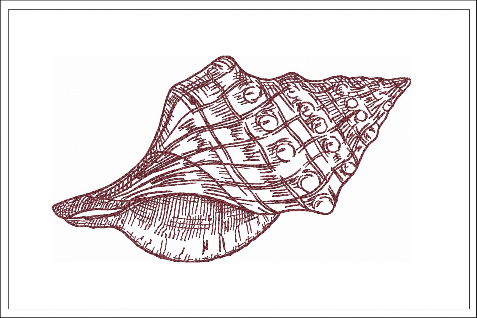 Shell Sketch Embroidery Design
